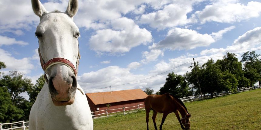 Nastavak izgradnja nove ergele u Lipiku, raspisan natječaj 'težak' 4 ...