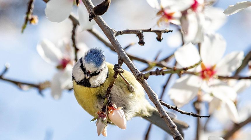Čime zimi hraniti ptice - eZadar.hr