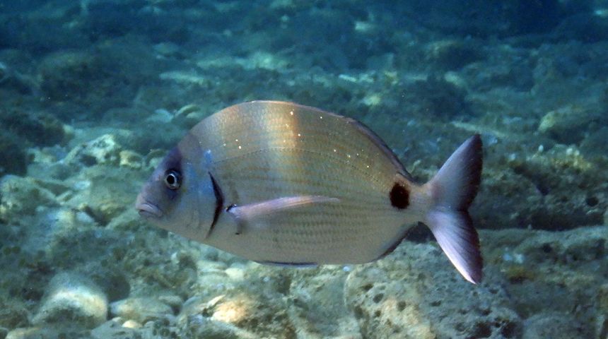 Kamenito je dno stanište brojnih ribljih vrsta i najbolji je odabir za ...