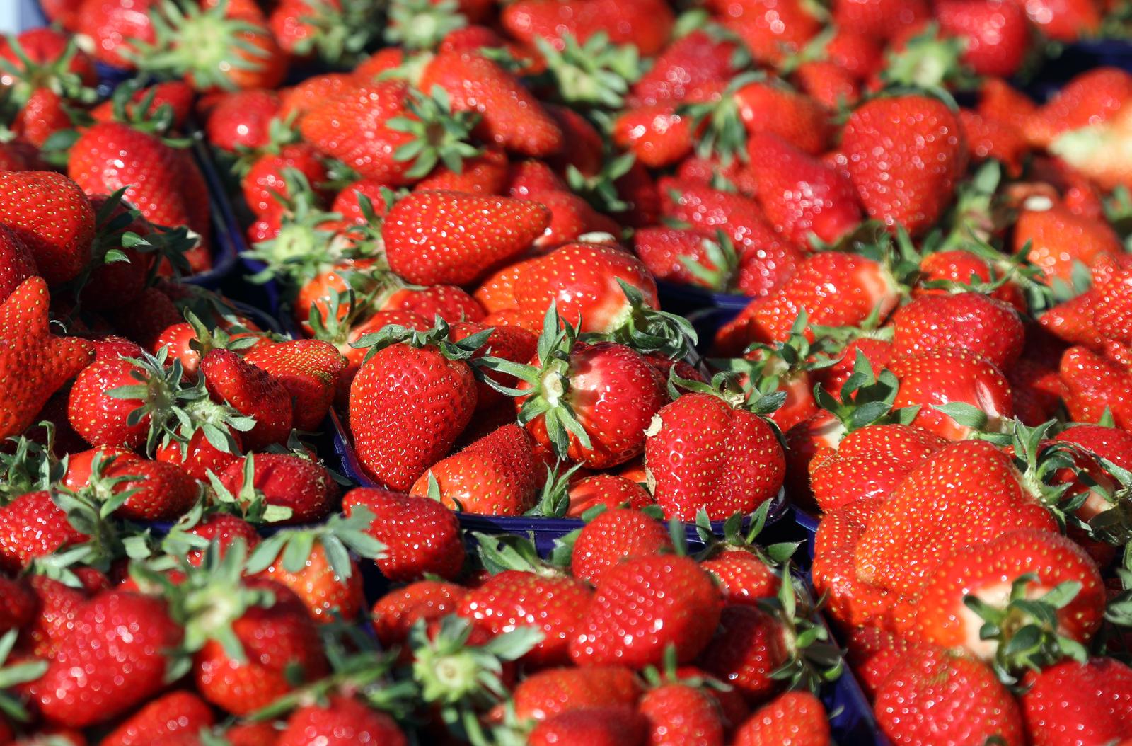 Poplavljena polja vrgoračkih jagoda, do daljnjeg obustavljena berba - eZadar.hr