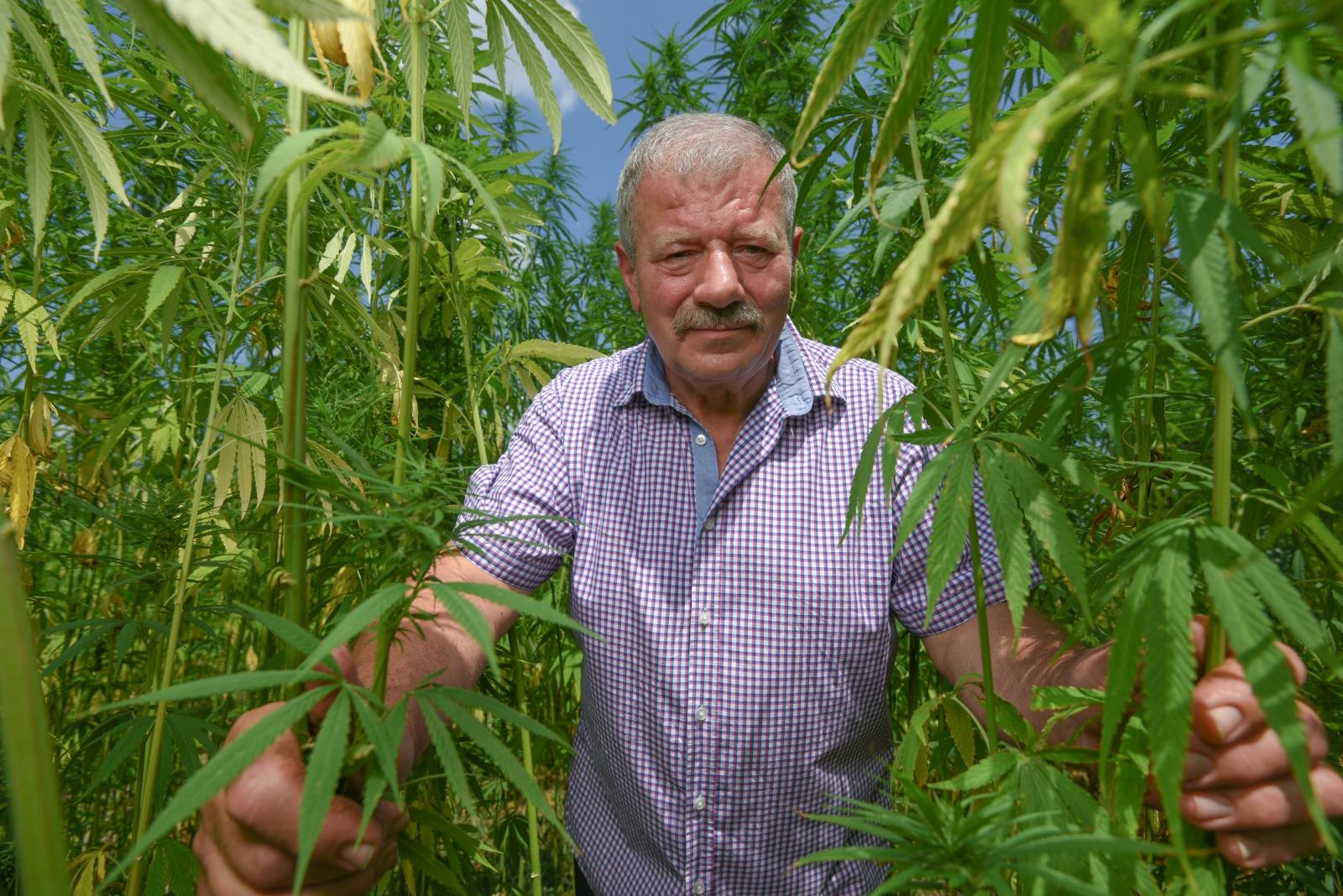 Pogledajte kako izgleda plantaža industrijske konoplje u blizini Zadra ...