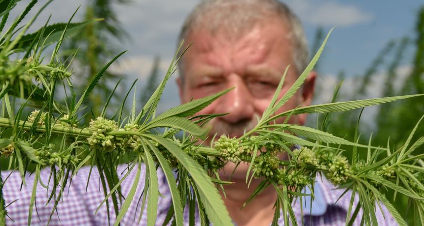 Pogledajte kako izgleda plantaža industrijske konoplje u blizini Zadra ...