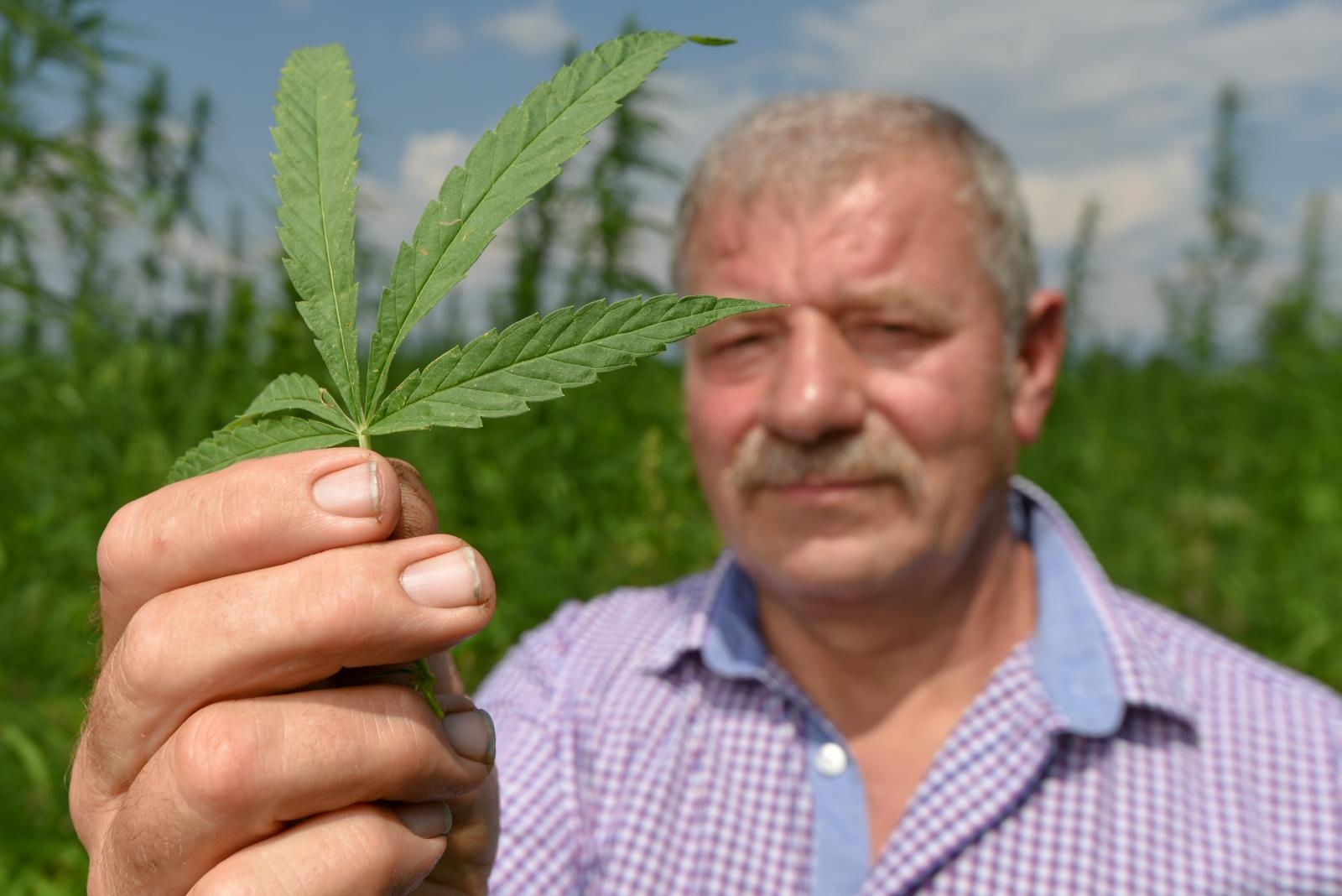 Pogledajte kako izgleda plantaža industrijske konoplje u blizini Zadra ...