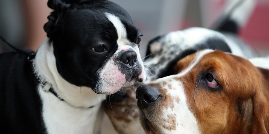 Otvoren ovogodišnji CACIB Zadar dog show - eZadar.hr