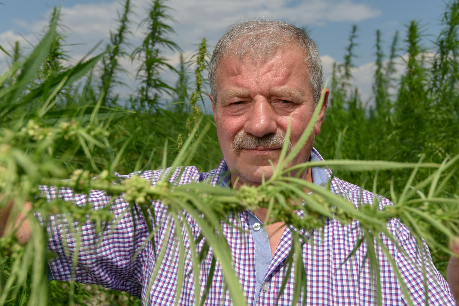 Pogledajte kako izgleda plantaža industrijske konoplje u blizini Zadra ...