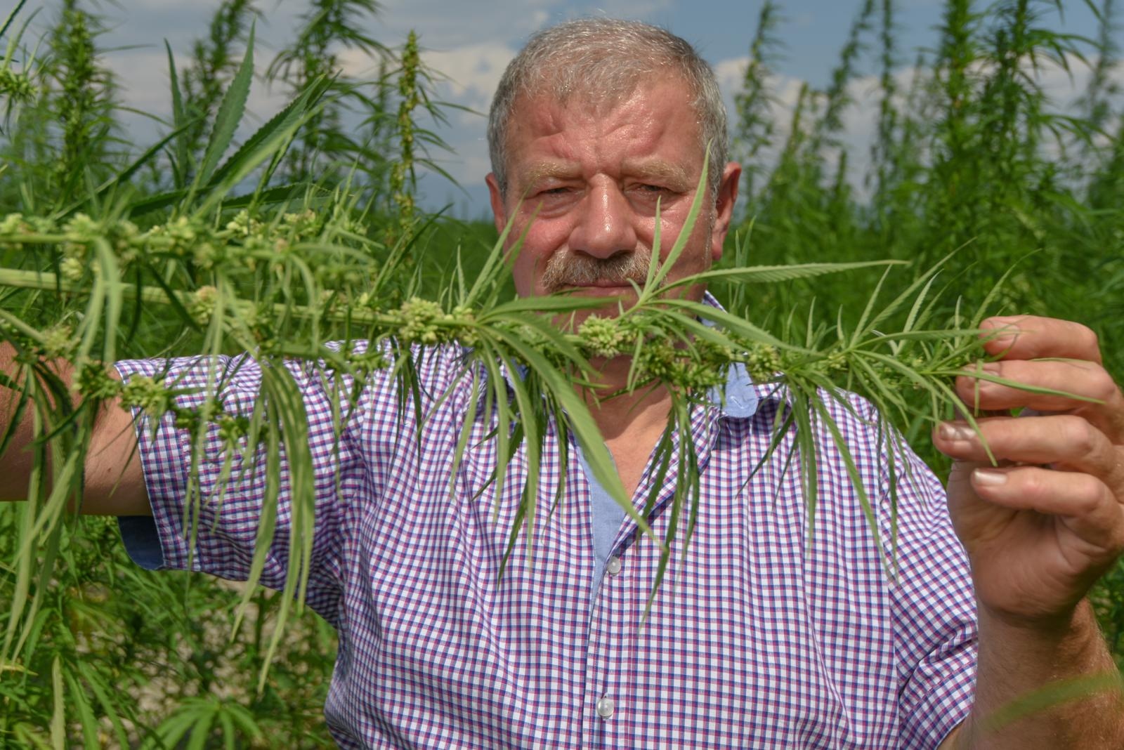 Pogledajte kako izgleda plantaža industrijske konoplje u blizini Zadra ...